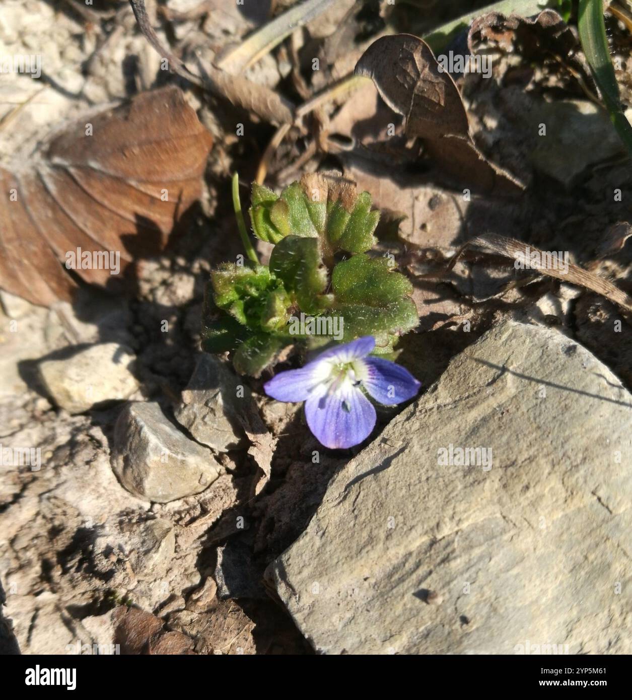 bird's-eye speedwell (Veronica persica Stock Photo - Alamy