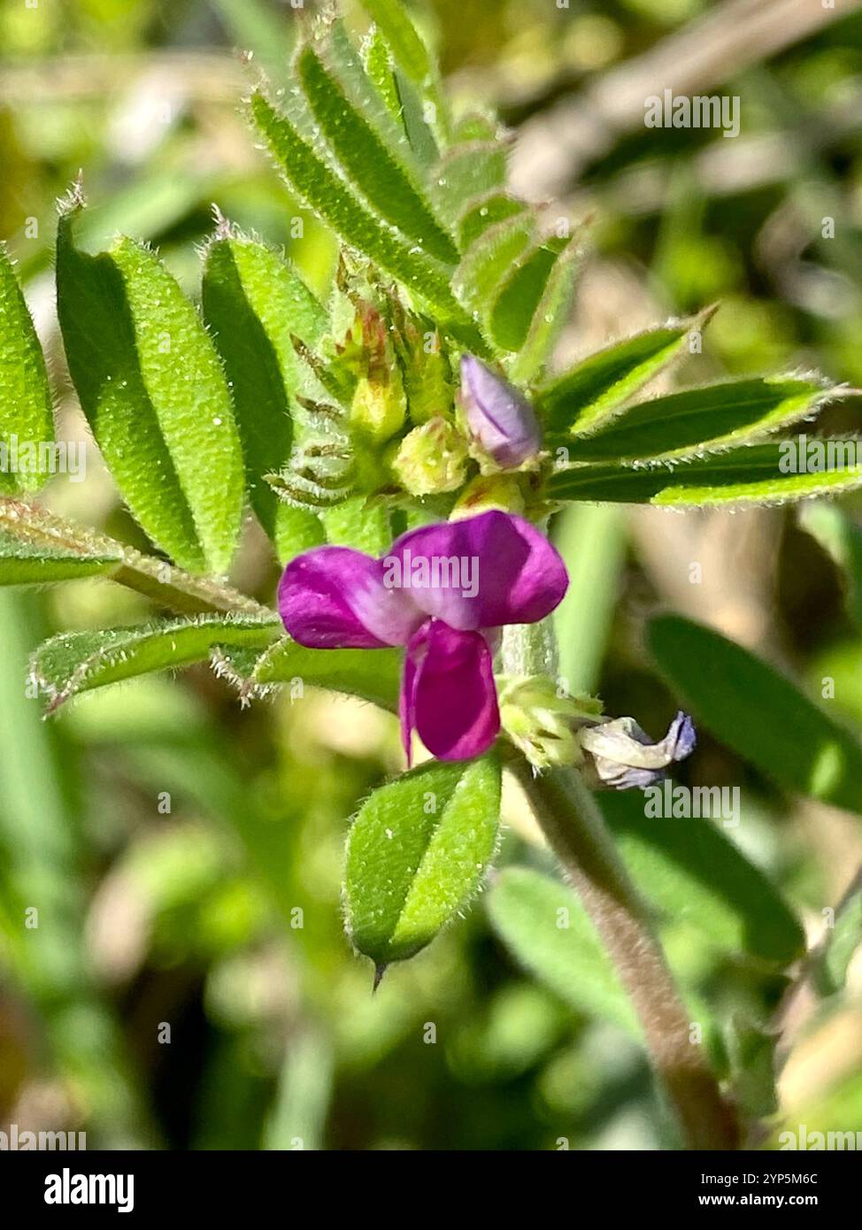 Common Vetch (Vicia sativa Stock Photo - Alamy