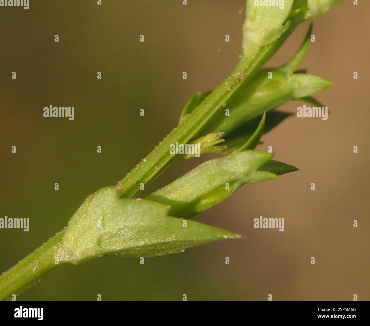 Triodanis biflora hi-res stock photography and images - Alamy