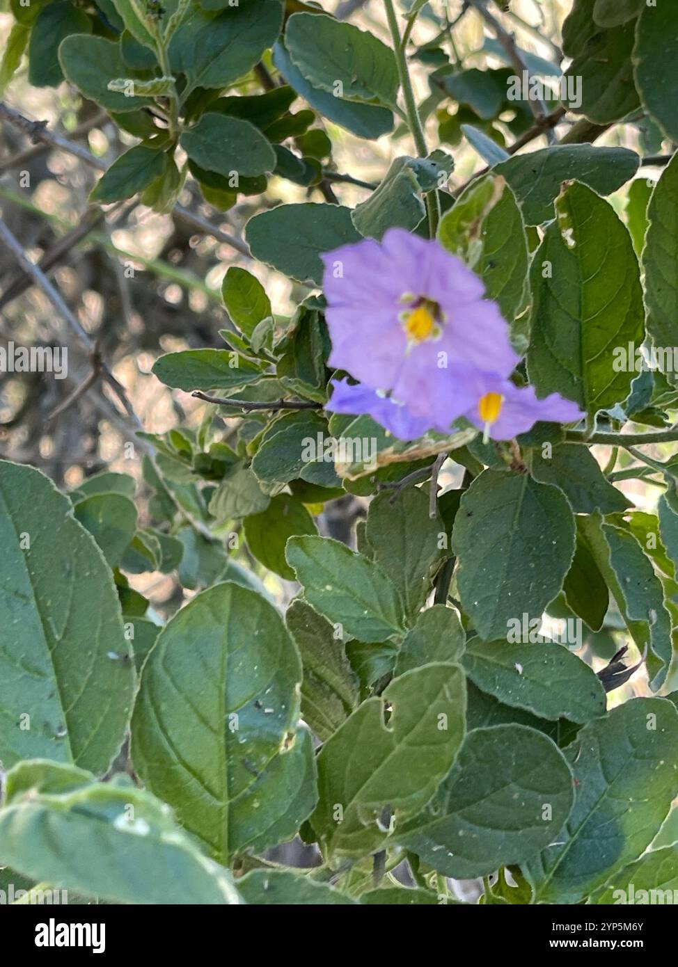 purple nightshade (Solanum xanti Stock Photo - Alamy