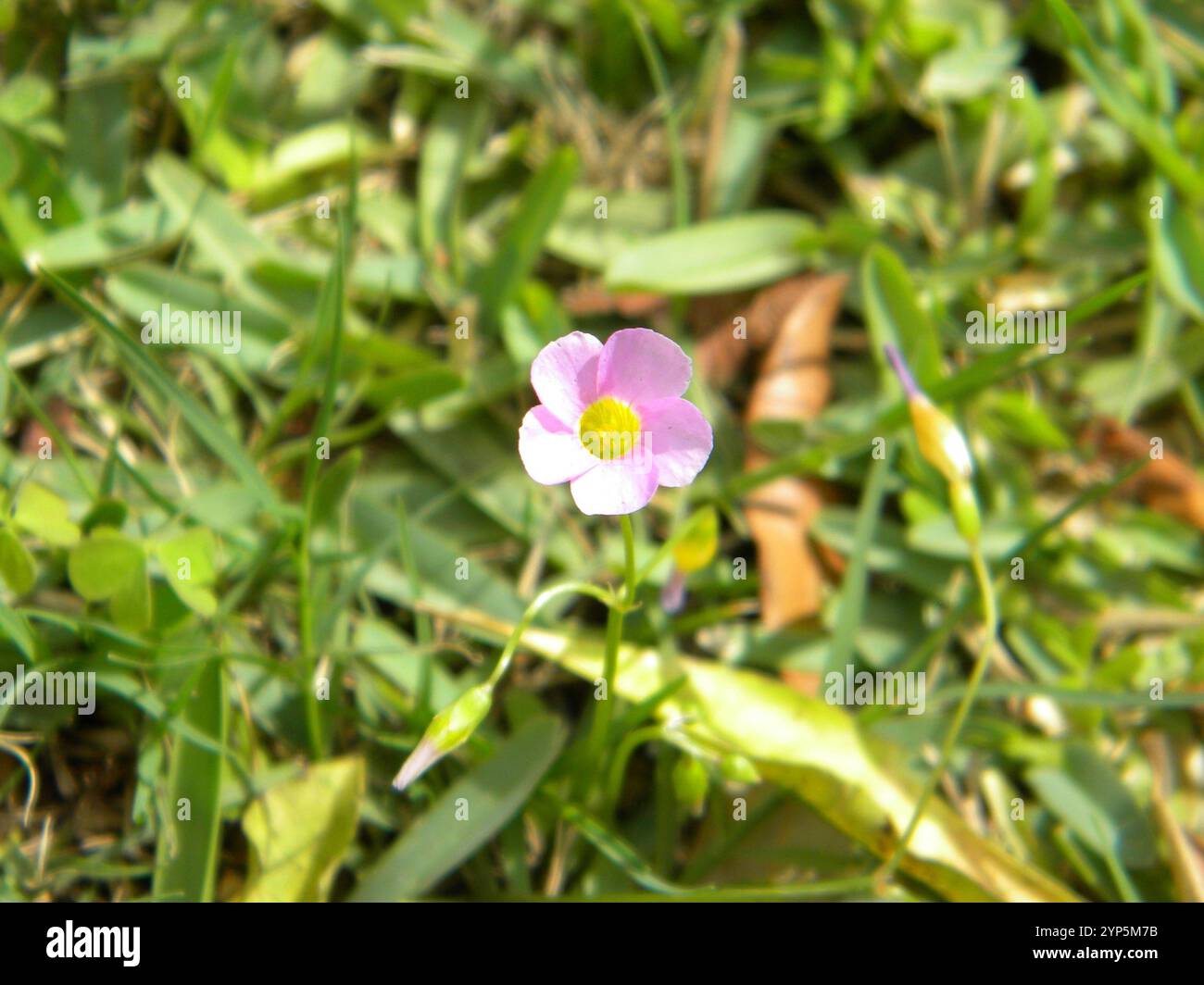 Goat's-foot (Oxalis caprina Stock Photo - Alamy
