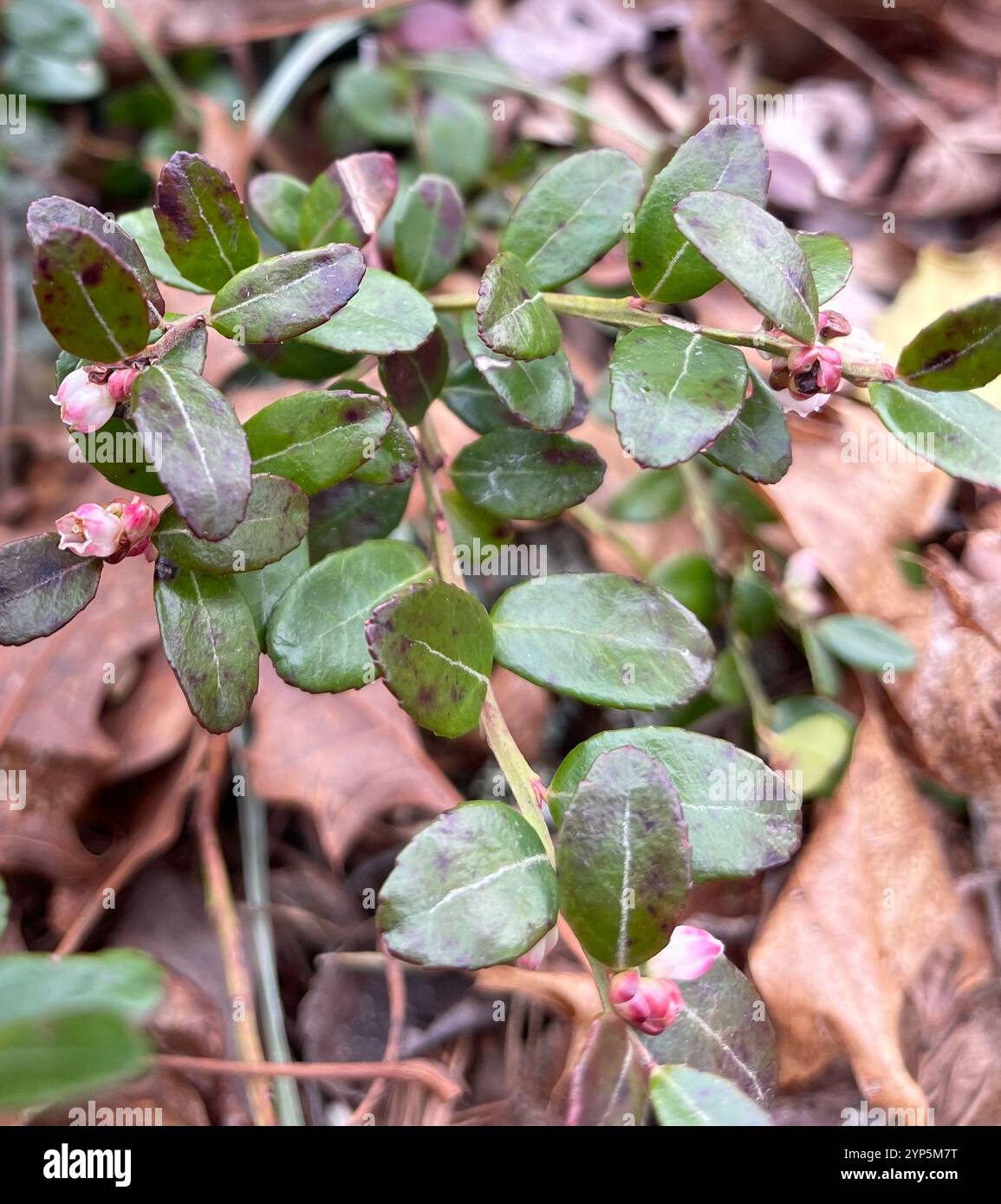 box huckleberry (Gaylussacia brachycera Stock Photo - Alamy