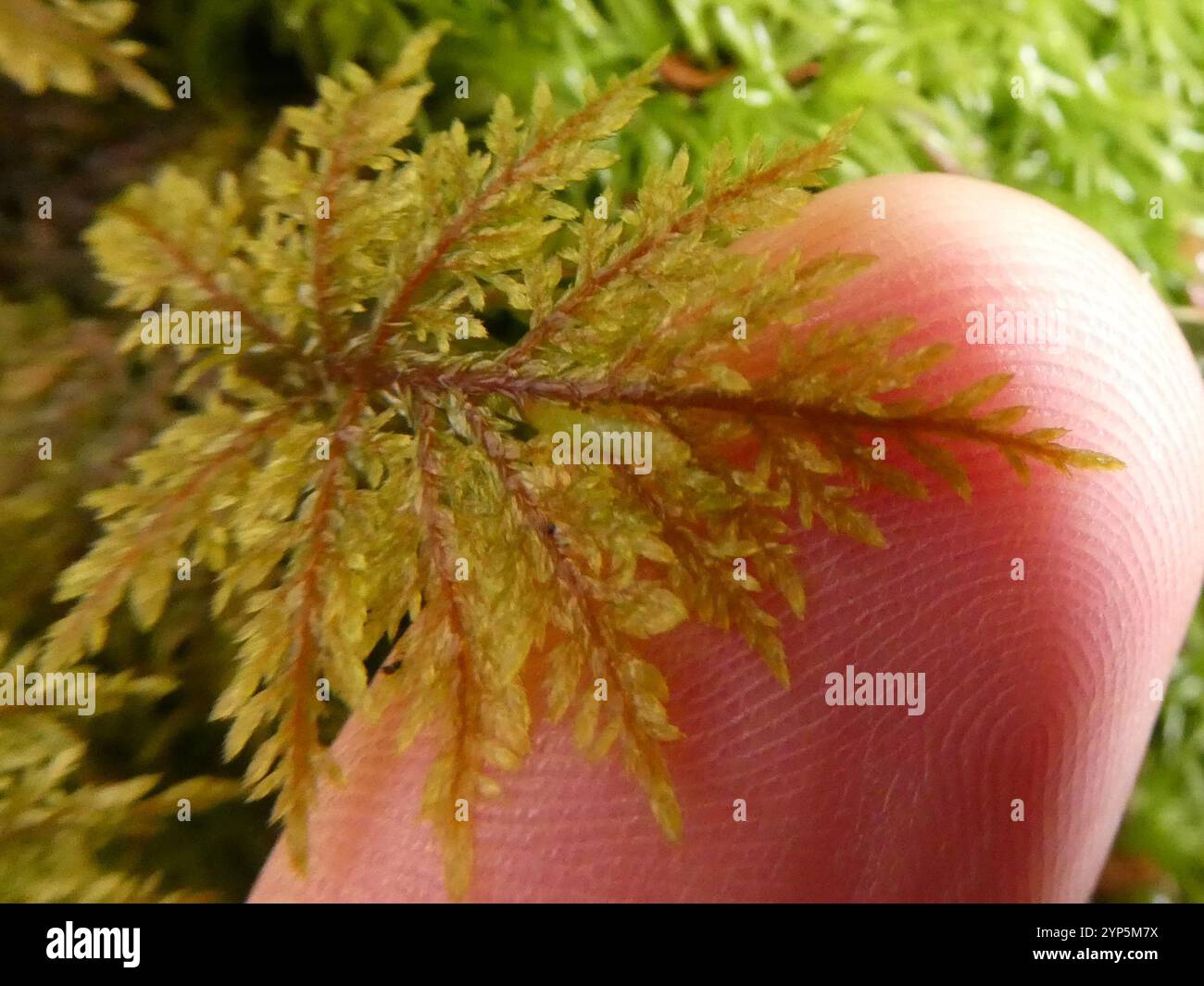 stairstep moss (Hylocomium splendens Stock Photo - Alamy