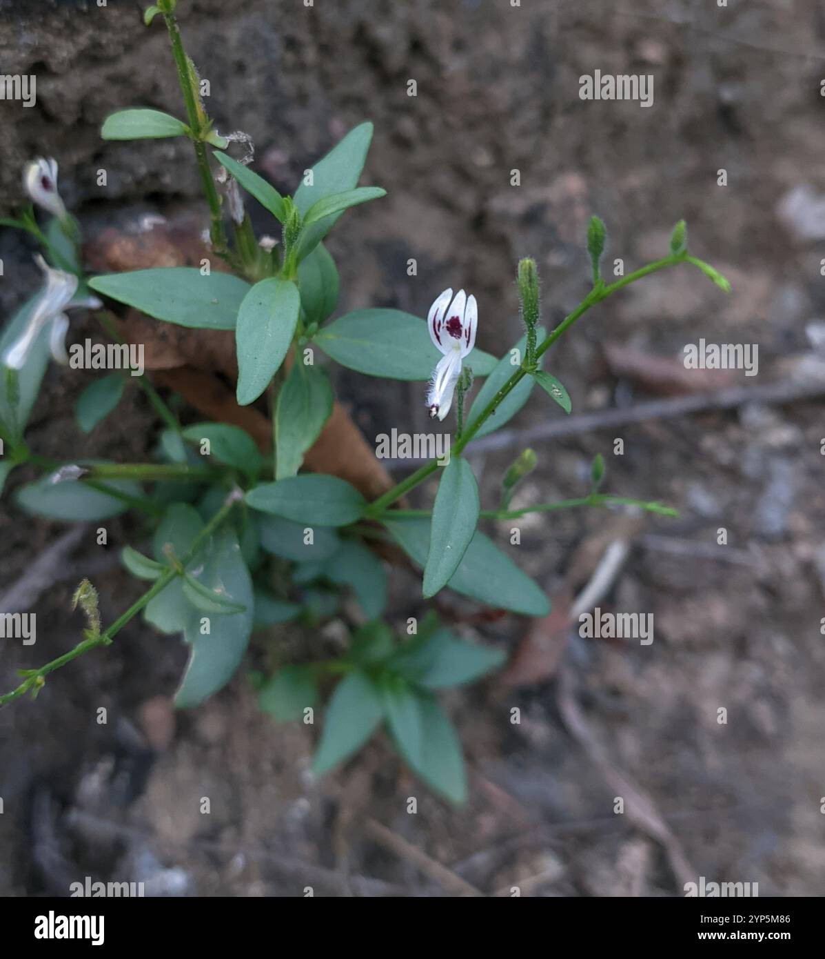 Green Chiretta (Andrographis paniculata Stock Photo - Alamy