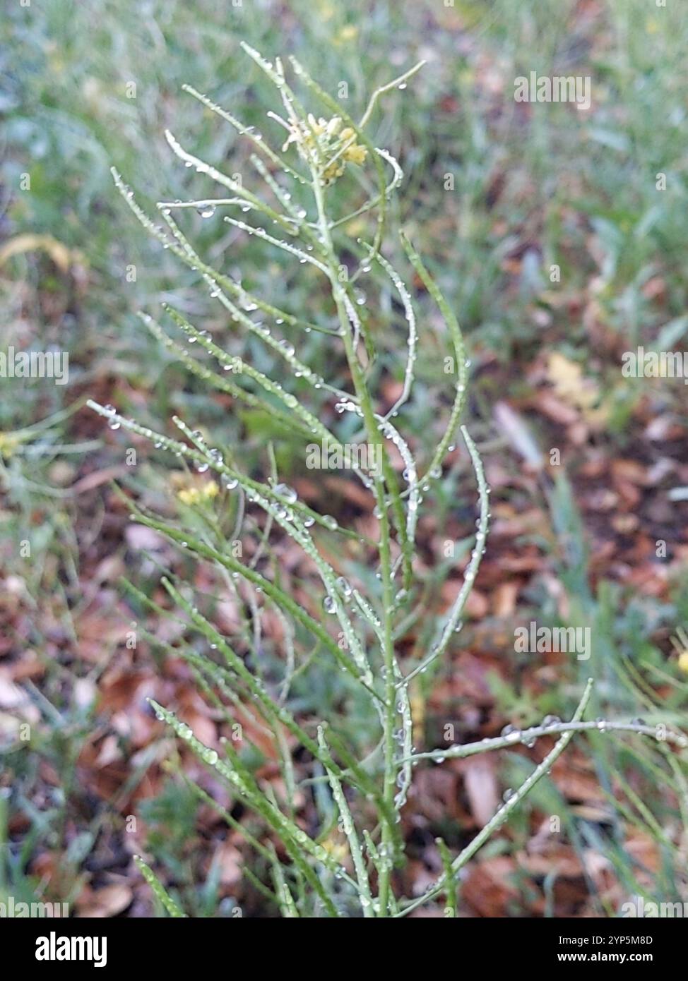 London rocket (Sisymbrium irio Stock Photo - Alamy