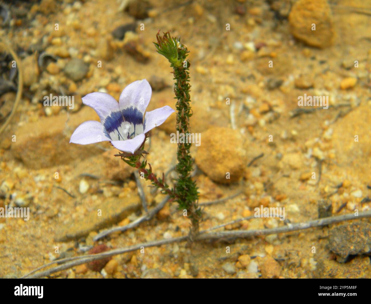Giant Bell (Roella ciliata Stock Photo - Alamy