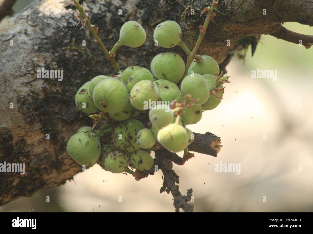 Cluster Fig (Ficus racemosa Stock Photo - Alamy