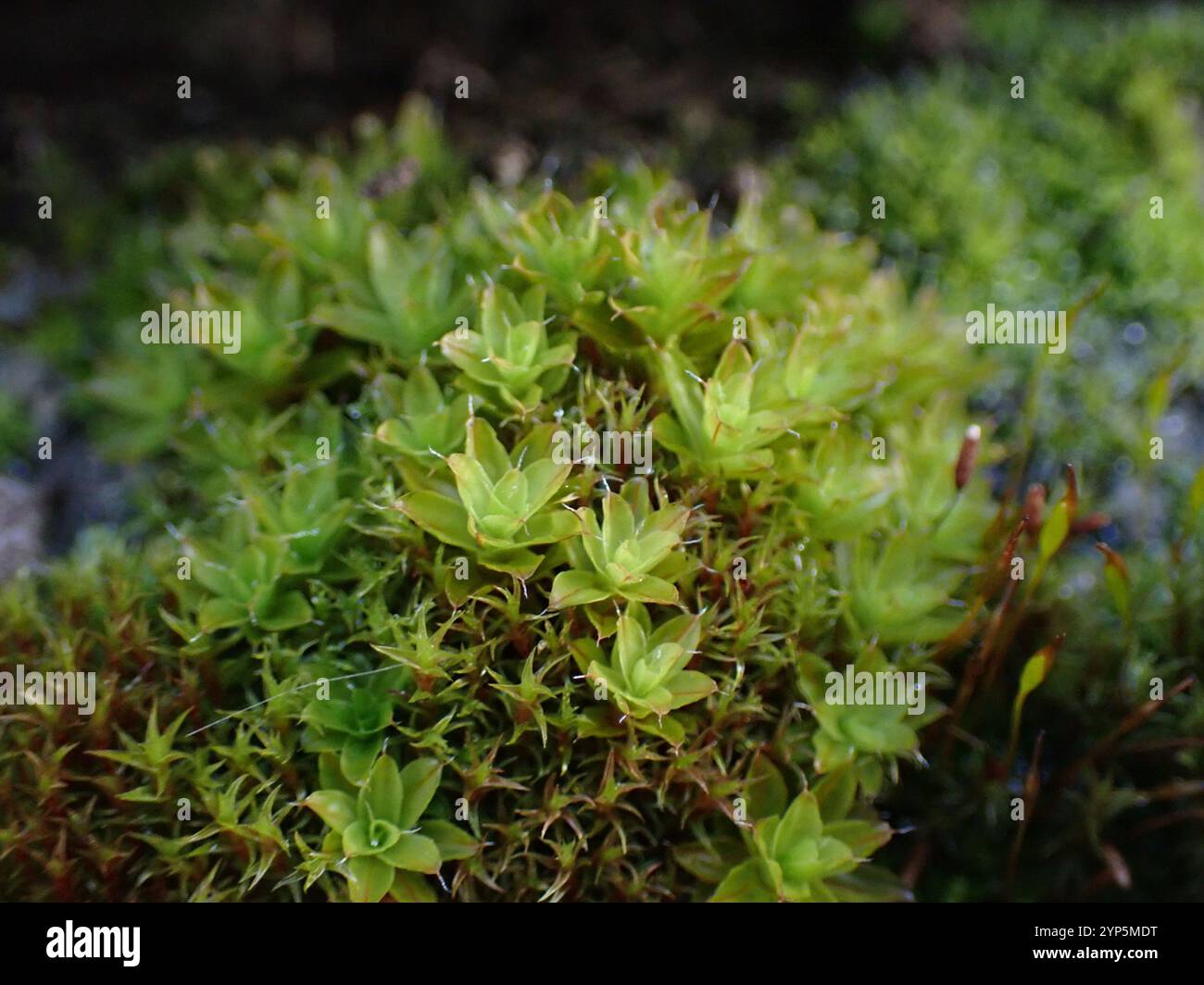 Star Moss (Syntrichia ruralis Stock Photo - Alamy