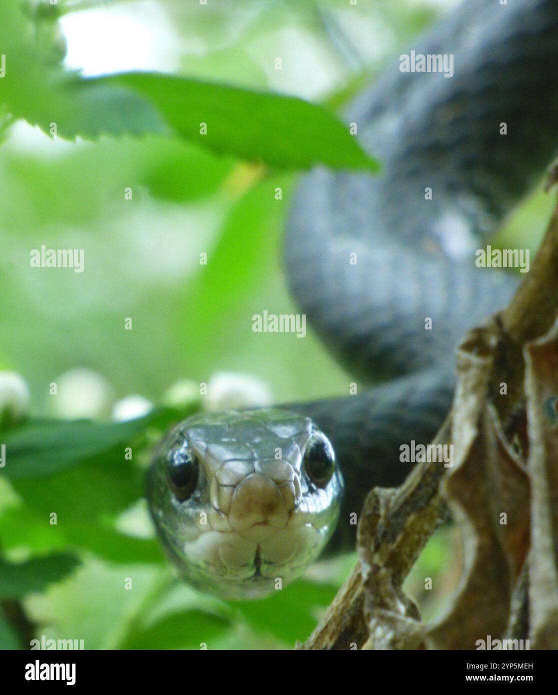 North American Racer (Coluber constrictor Stock Photo - Alamy
