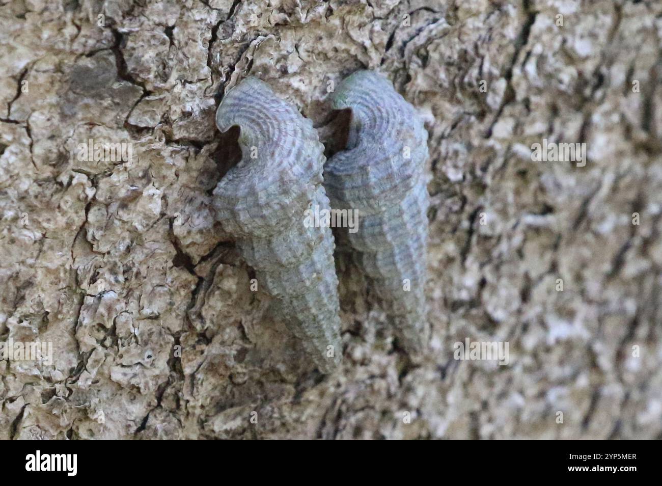 Blunt Creeper (Cerithidea anticipata Stock Photo - Alamy