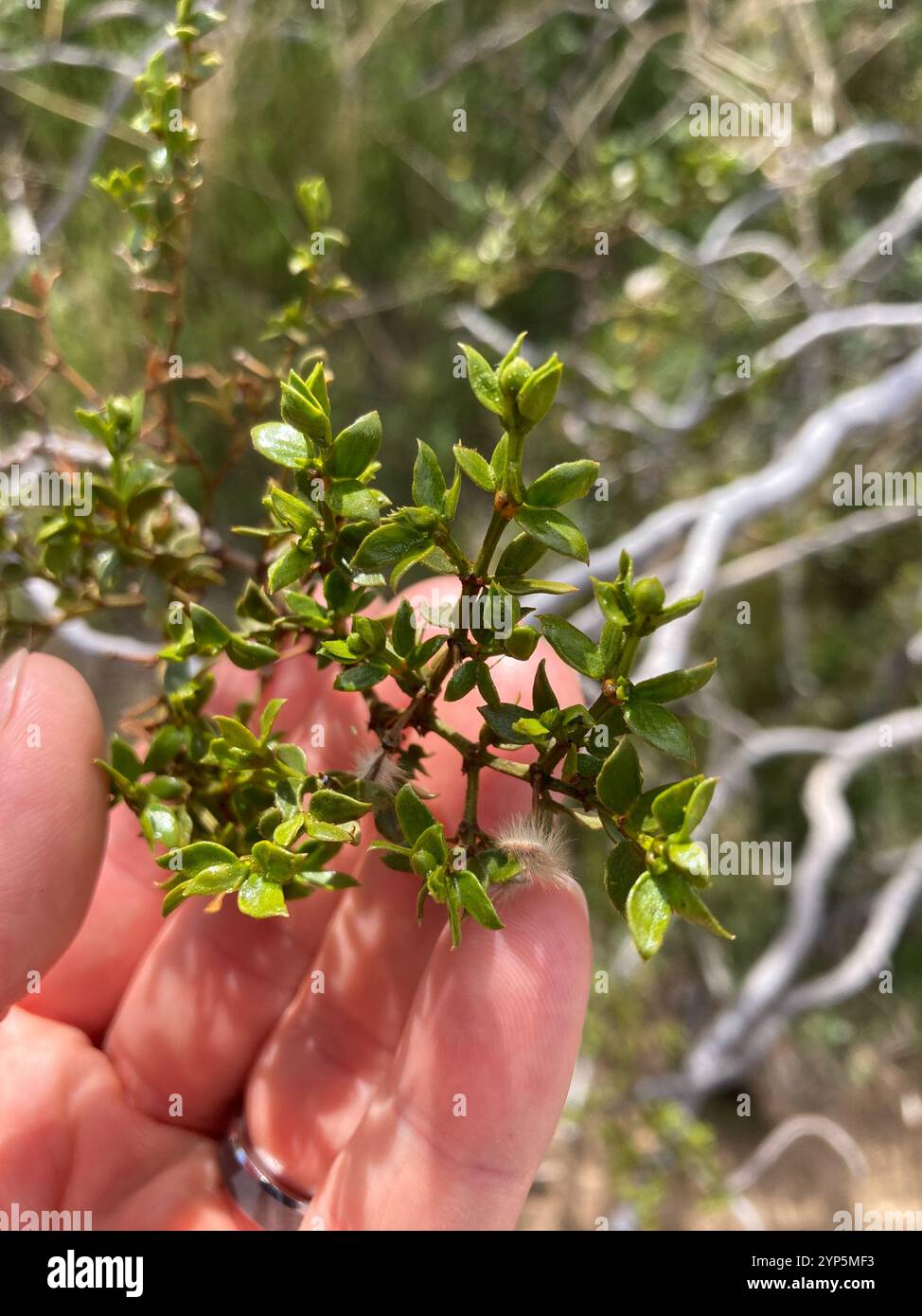Creosote Bush (Larrea tridentata Stock Photo - Alamy