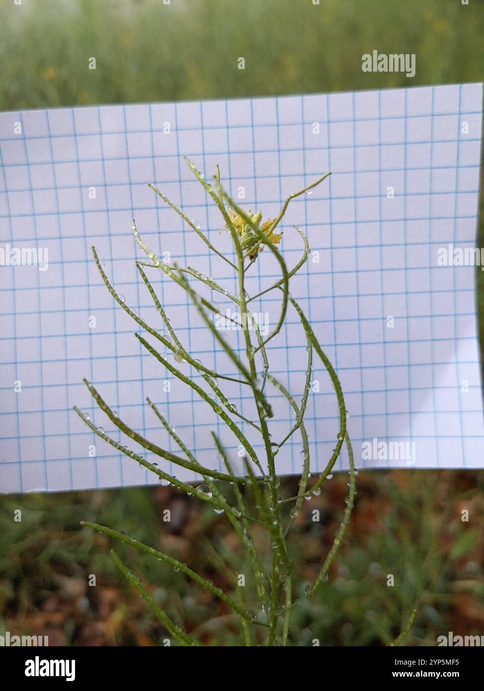 Sisymbrium irio hi-res stock photography and images - Alamy