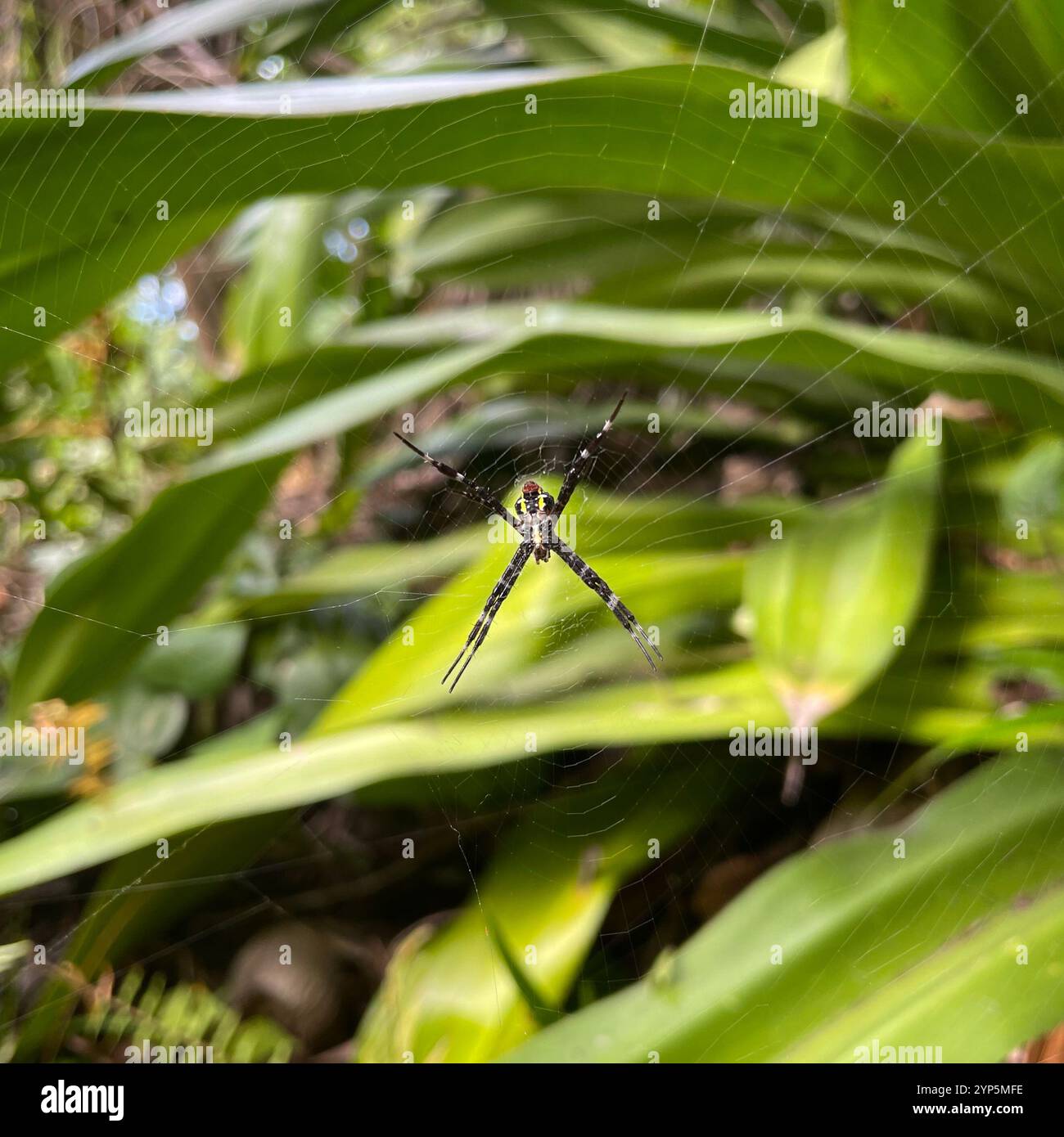 Hawaiian garden spider hi-res stock photography and images - Alamy