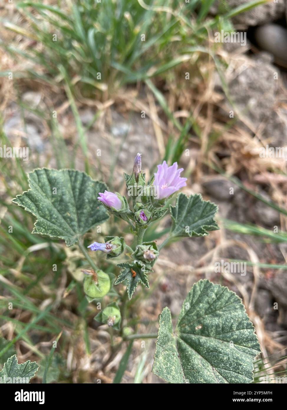 Cretan mallow (Malva multiflora Stock Photo - Alamy