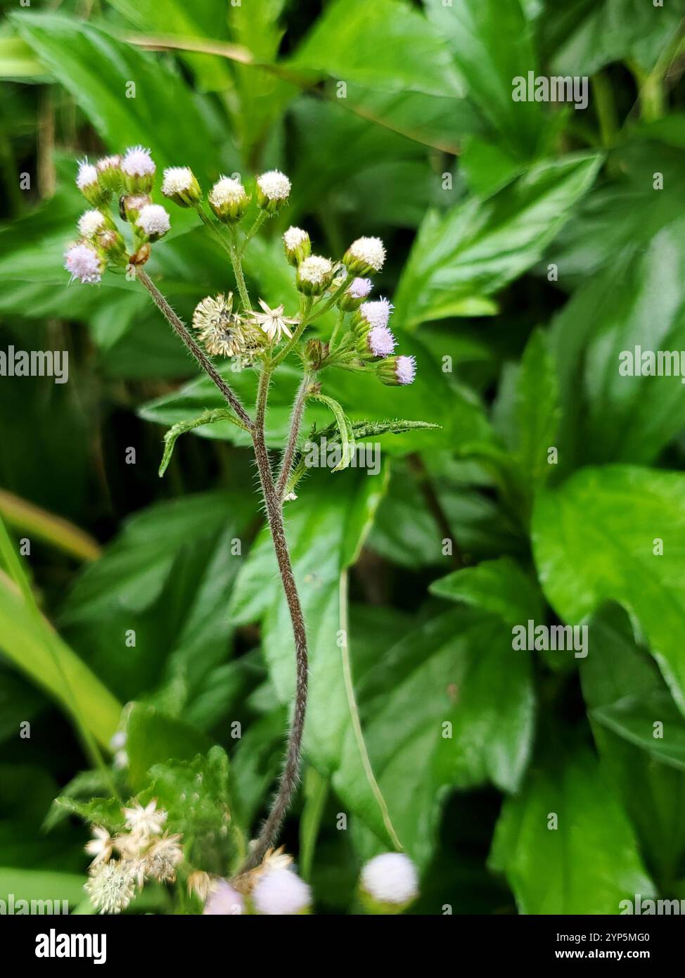 billygoat weed (Ageratum conyzoides Stock Photo - Alamy