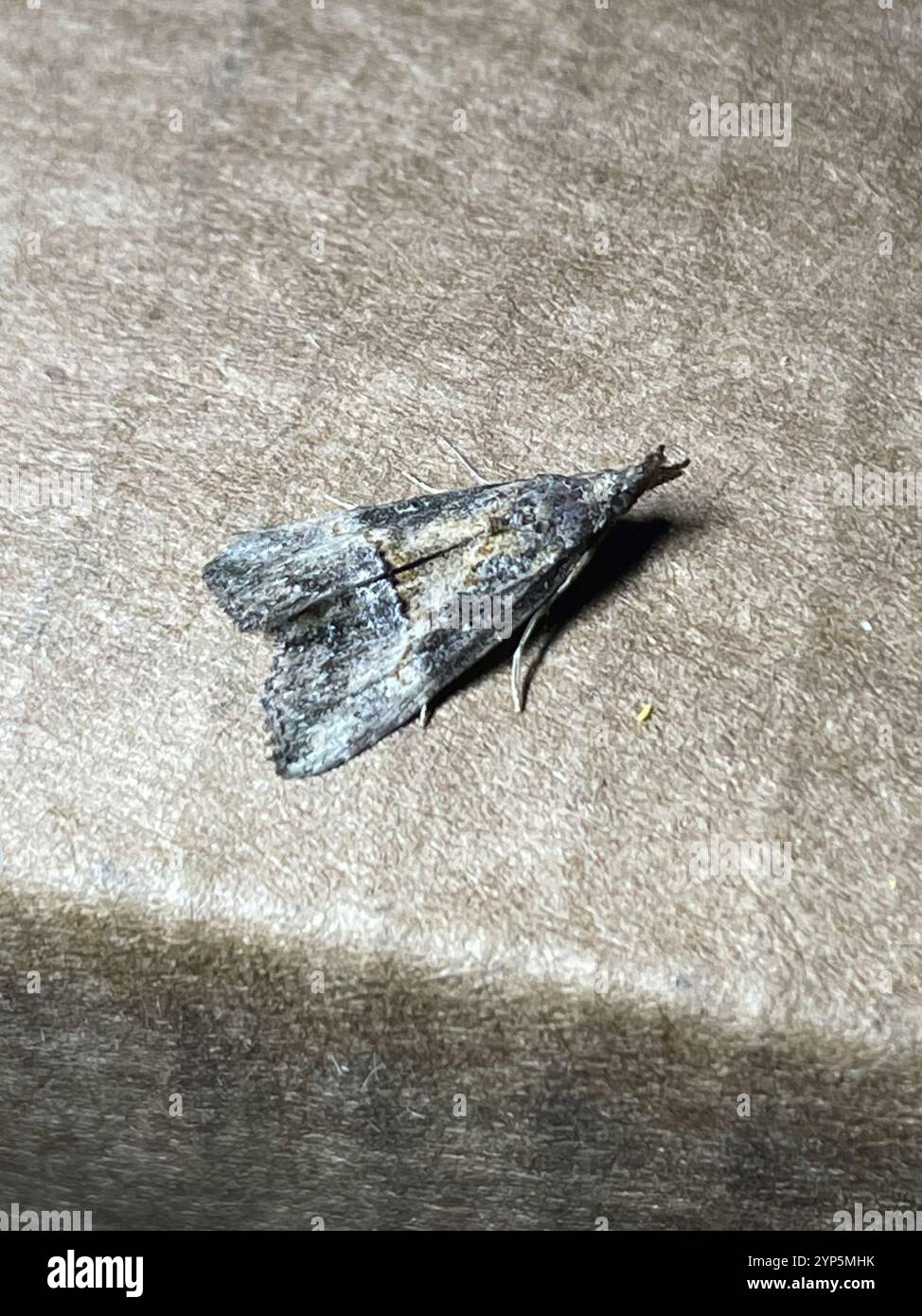 Green Cloverworm Moth (Hypena scabra Stock Photo - Alamy