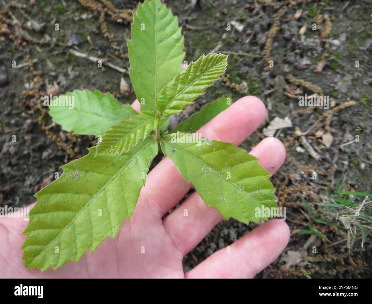Sawtooth oak (Quercus acutissima Stock Photo - Alamy