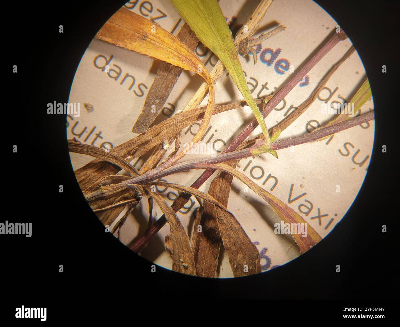 Pringle's Aster (Symphyotrichum pilosum pringlei Stock Photo - Alamy
