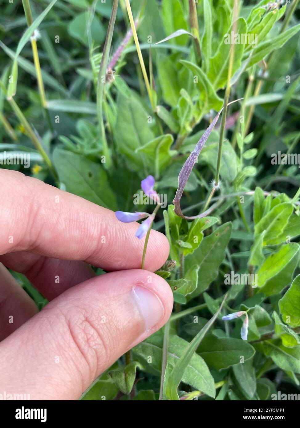 slender vetch (Vicia ludoviciana Stock Photo - Alamy