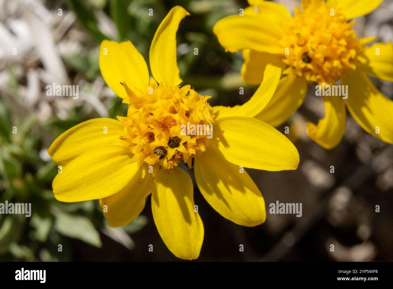 Stemless Mock Goldenweed (Stenotus acaulis Stock Photo - Alamy