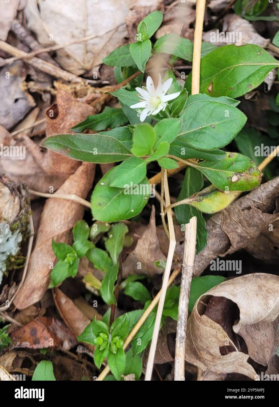 star chickweed (Stellaria pubera Stock Photo - Alamy