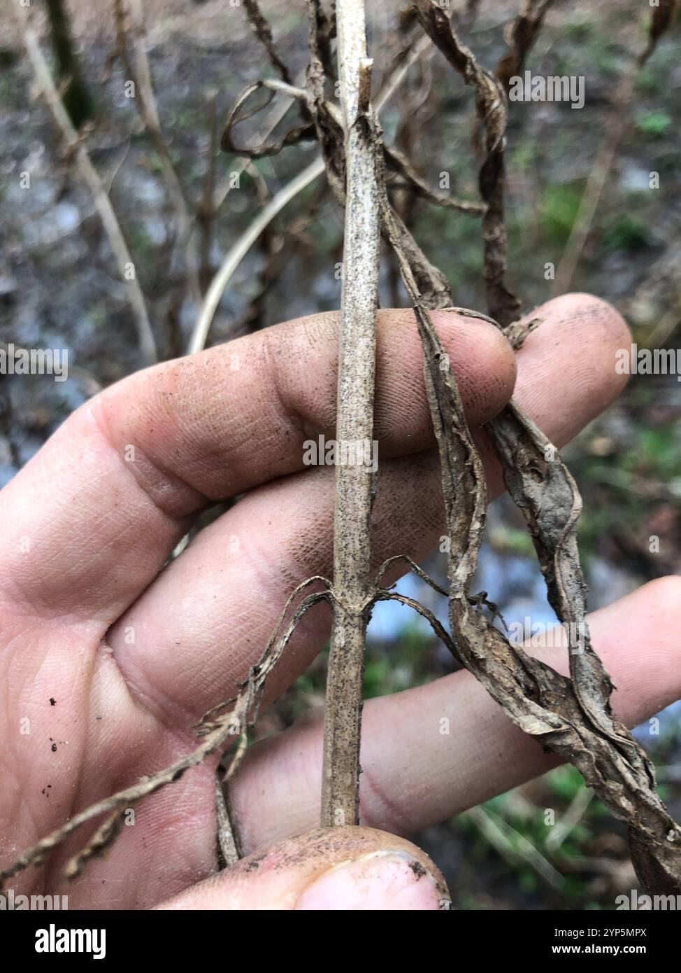 sharpwing monkeyflower (Mimulus alatus Stock Photo - Alamy