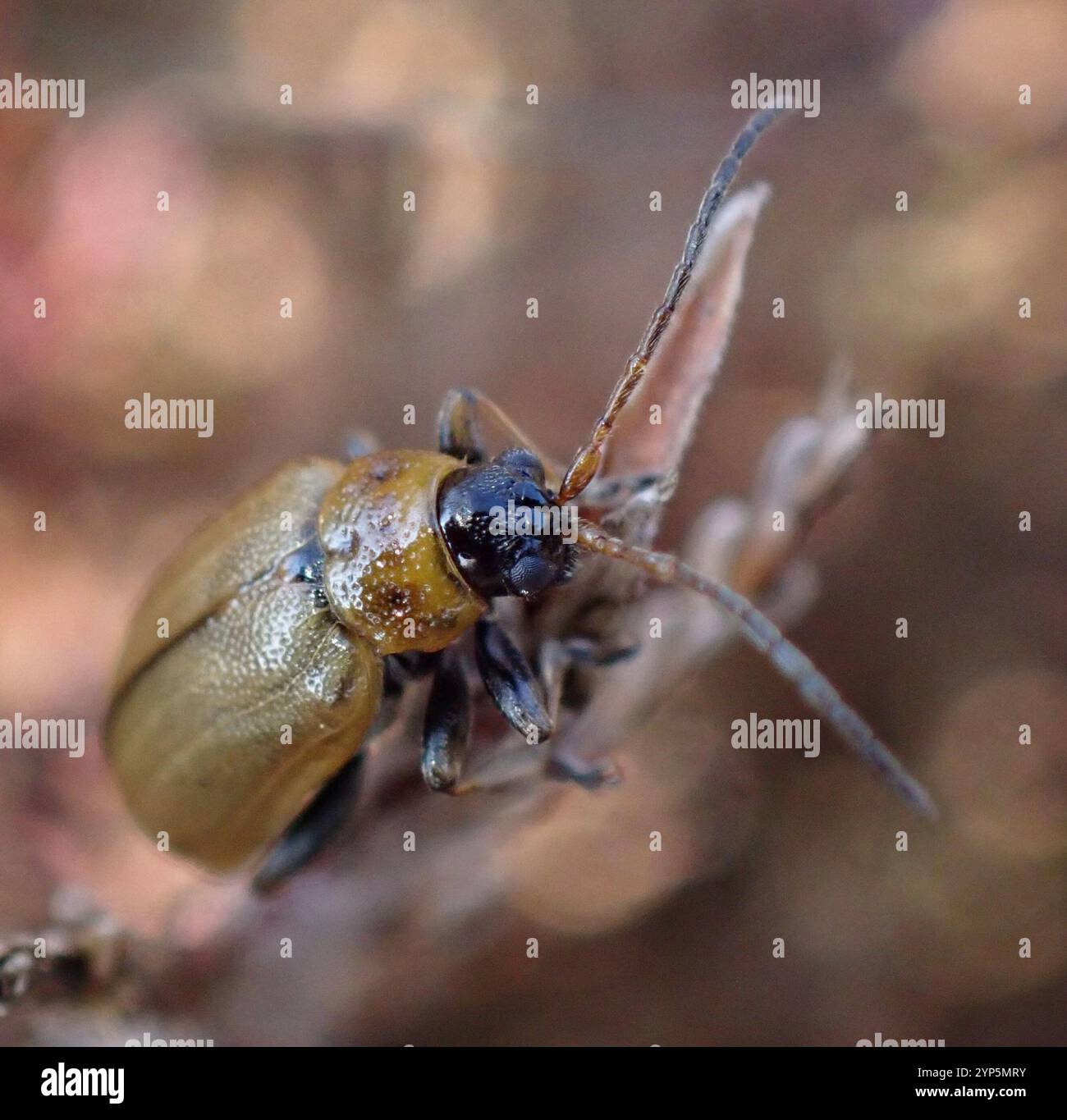 Heather Beetle (Lochmaea suturalis Stock Photo - Alamy