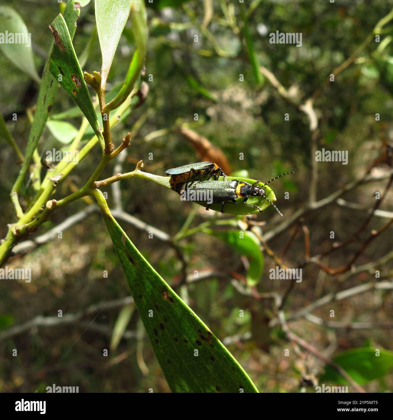 Plague Soldier Beetle (Chauliognathus lugubris Stock Photo - Alamy