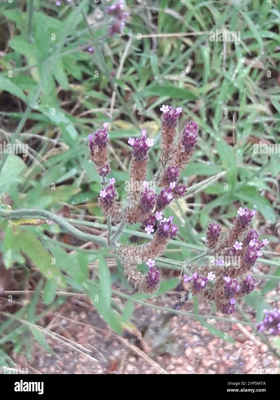 purpletop vervain (Verbena bonariensis Stock Photo - Alamy