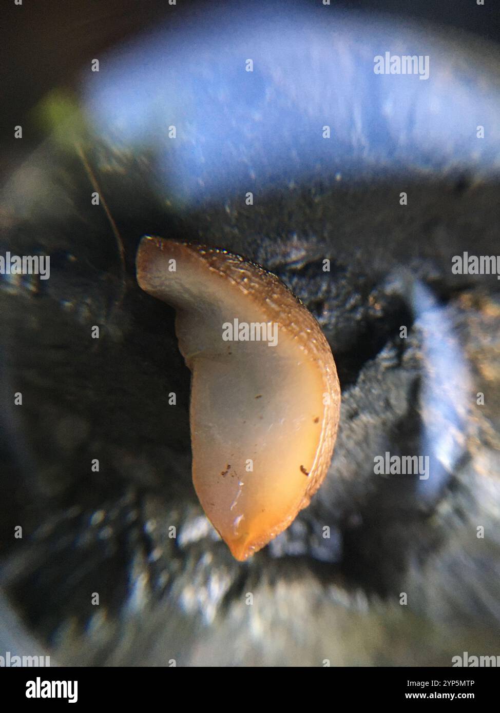 Western Dusky Slug (Arion subfuscus Stock Photo - Alamy