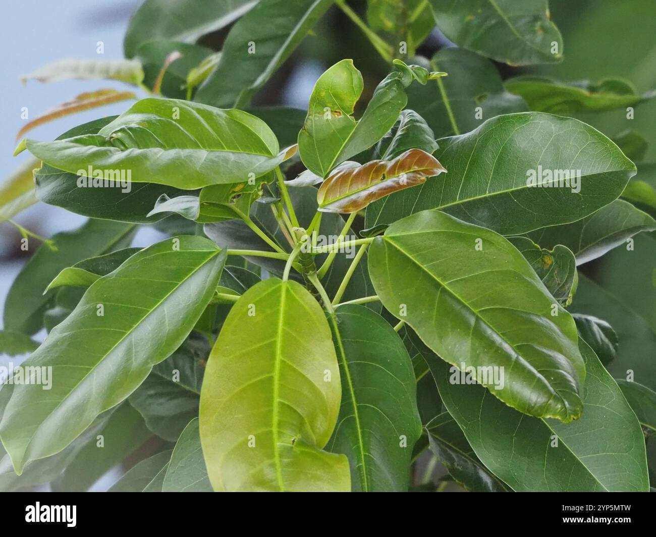 Japanese Superb Fig (Ficus subpisocarpa Stock Photo - Alamy