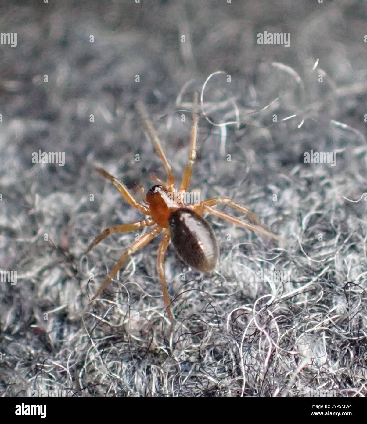 Dwarf Spiders (Erigoninae Stock Photo - Alamy