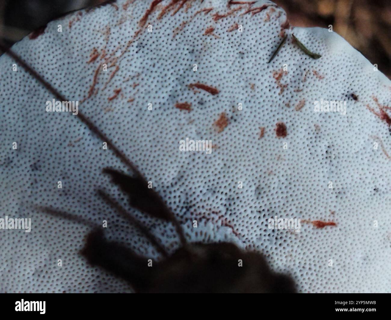 red-staining stalked polypore (Sanguinoderma rude Stock Photo - Alamy