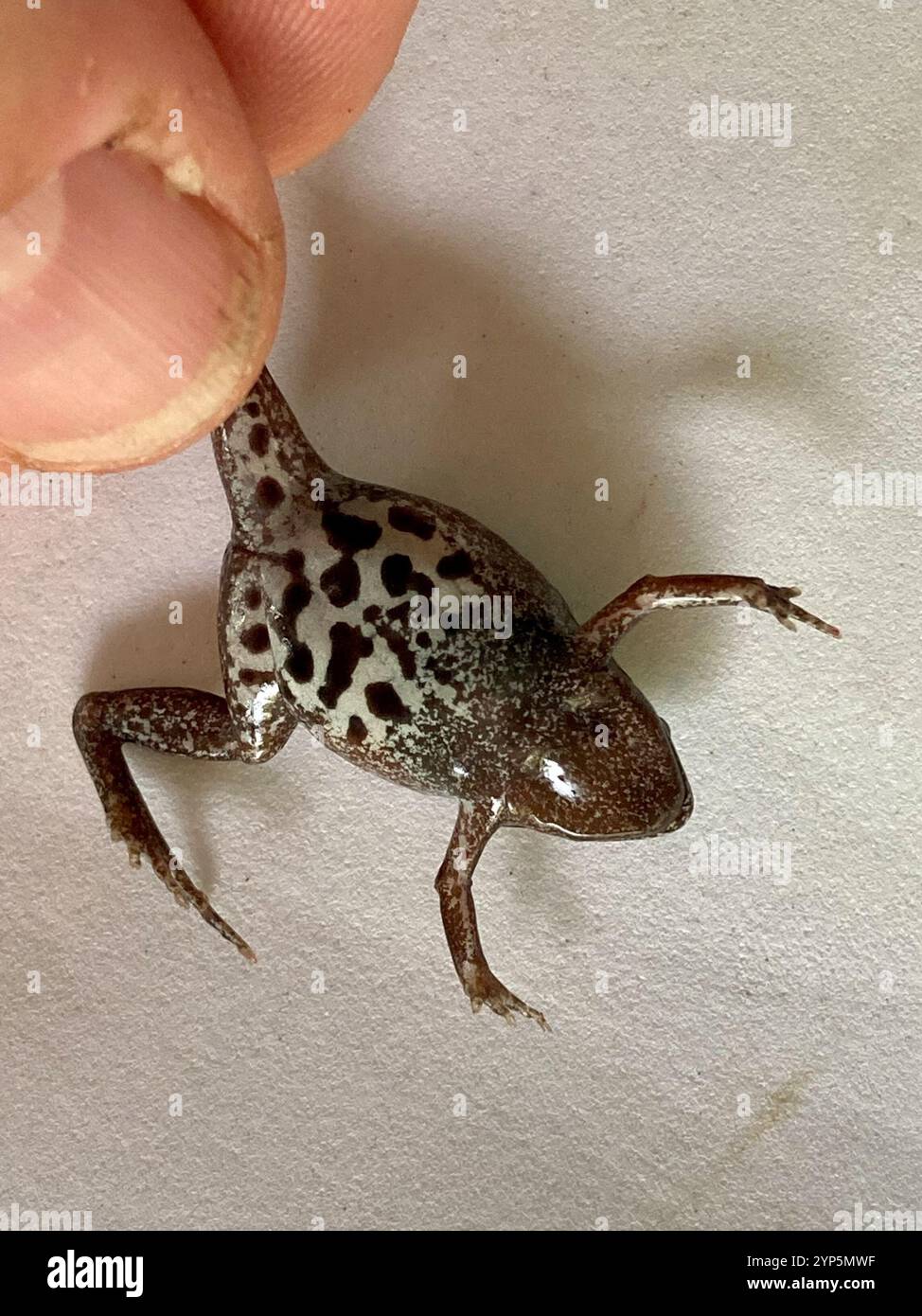 Bassler's Humming Frog (Chiasmocleis bassleri Stock Photo - Alamy