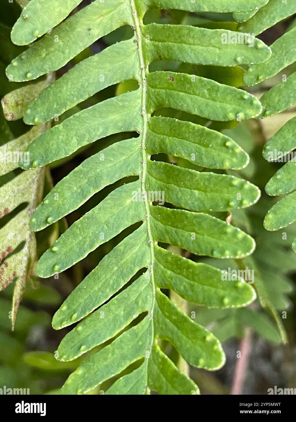 resurrection fern (Pleopeltis michauxiana Stock Photo - Alamy