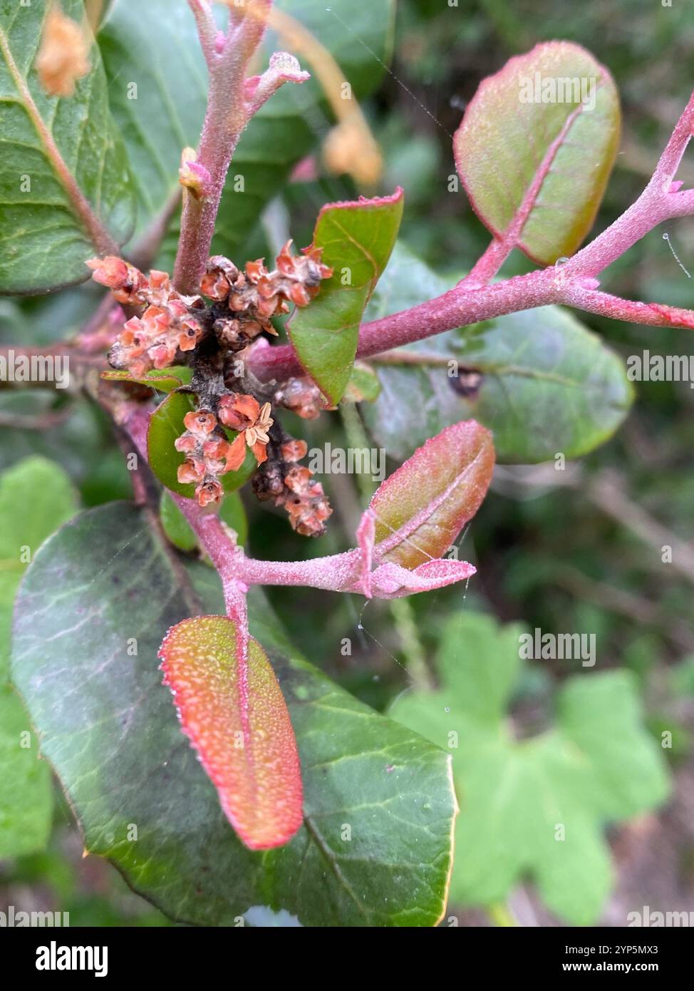 lemonade berry (Rhus integrifolia Stock Photo - Alamy