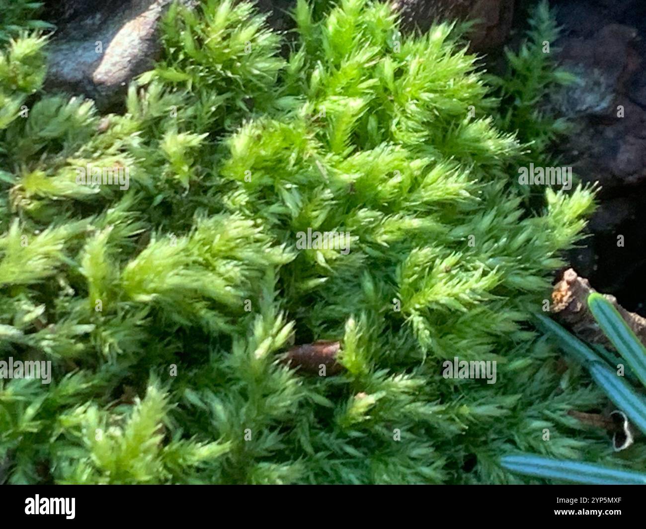 Rough-stalked Feather-moss (Brachythecium rutabulum Stock Photo - Alamy