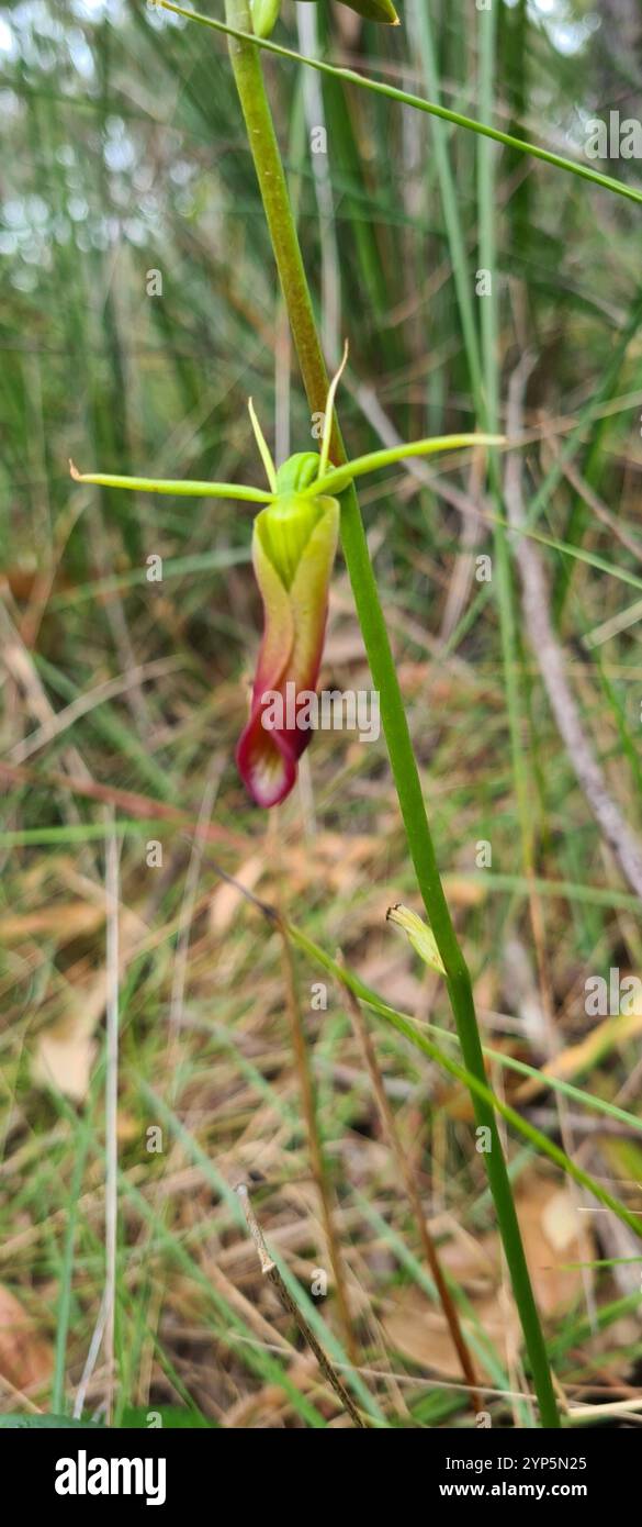 Large Tongue Orchid (Cryptostylis subulata Stock Photo - Alamy