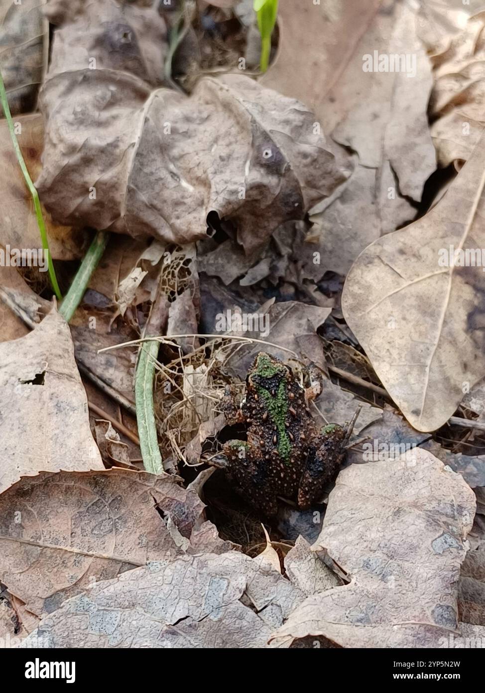 Northern Cricket Frog (Acris crepitans Stock Photo - Alamy