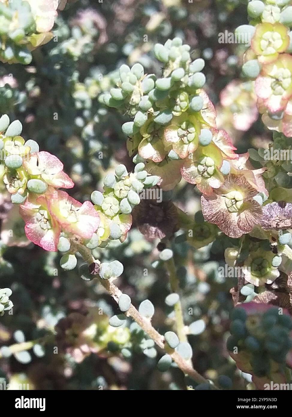 Short leaf bluebush hi-res stock photography and images - Alamy