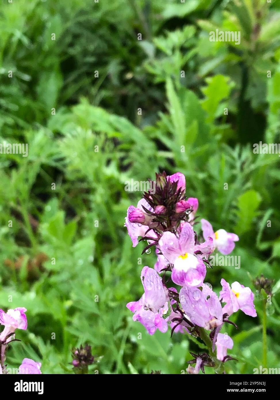 Annual Toadflax (Linaria maroccana Stock Photo - Alamy