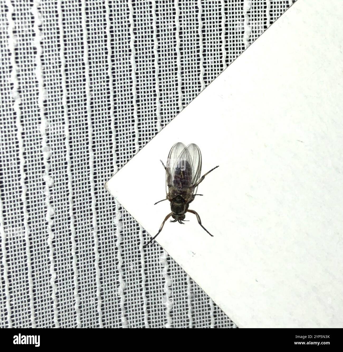 Black Flies (Simuliidae Stock Photo - Alamy