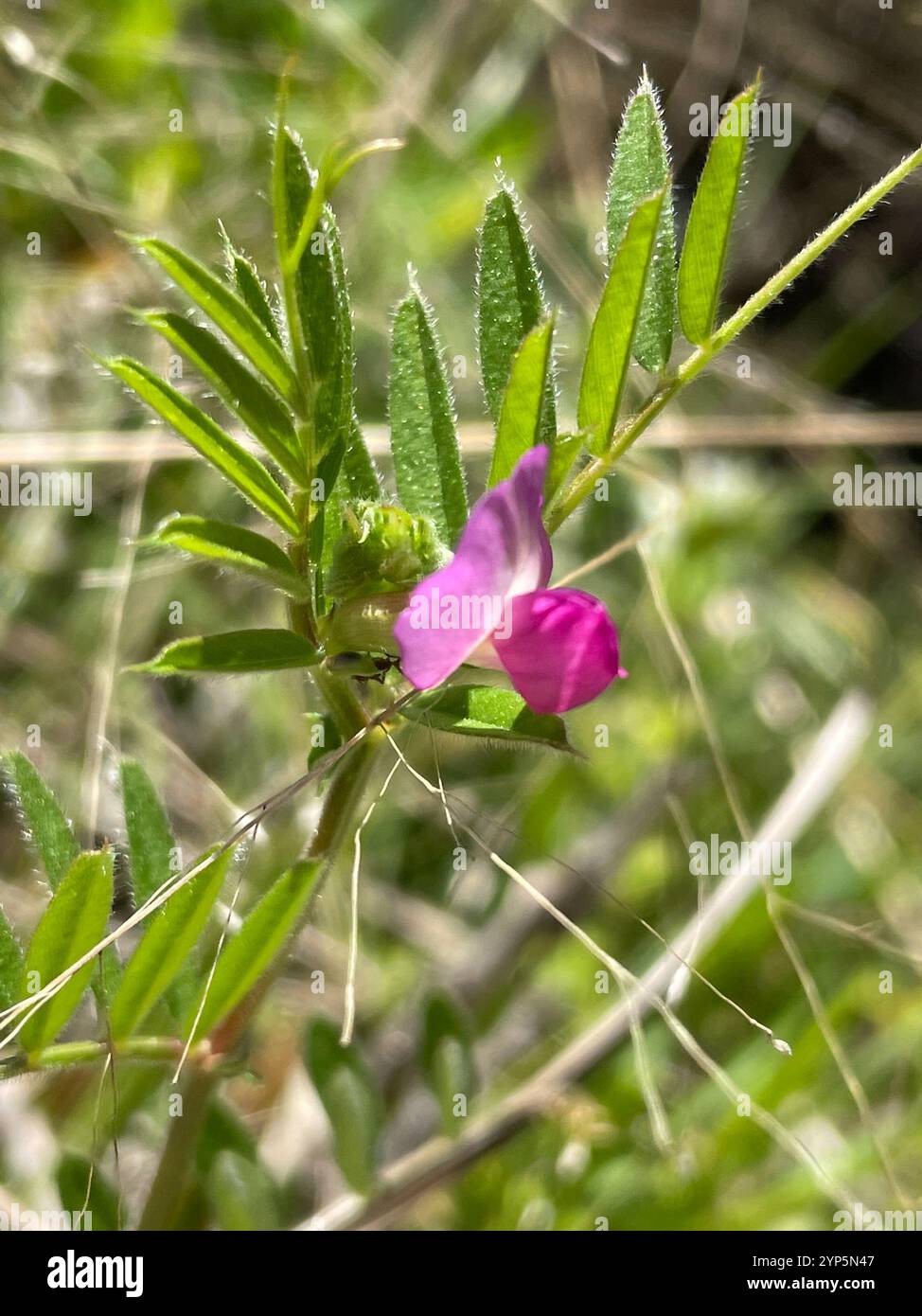 Common Vetch (Vicia sativa Stock Photo - Alamy