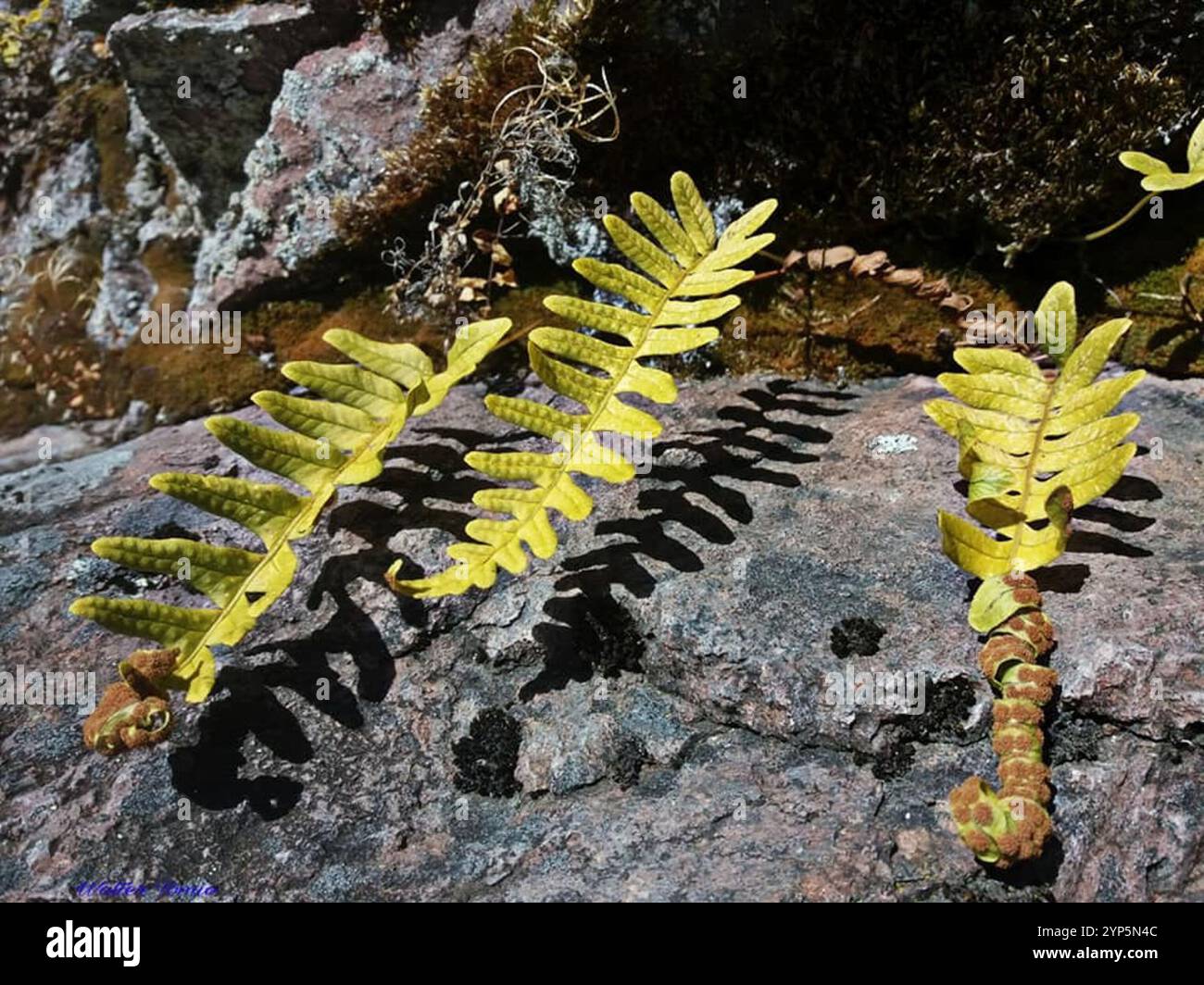 common polypody (Polypodium vulgare Stock Photo - Alamy