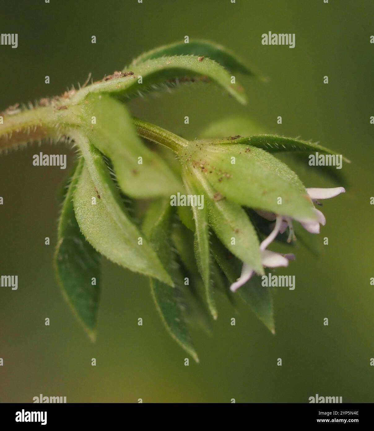Field madder (Sherardia arvensis Stock Photo - Alamy