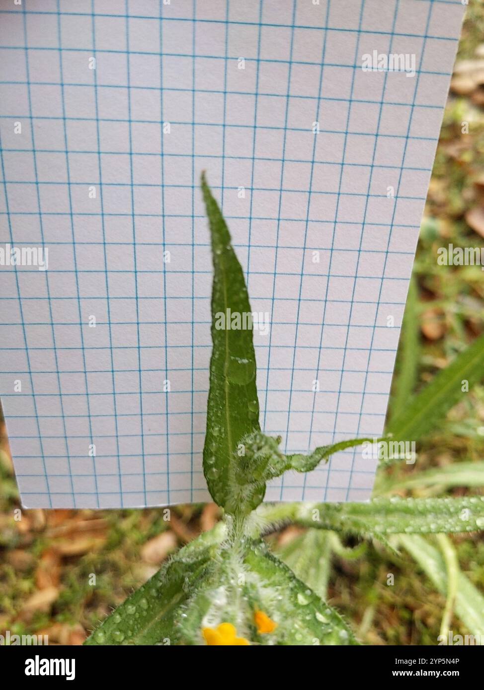 Common Fiddleneck (Amsinckia menziesii Stock Photo - Alamy