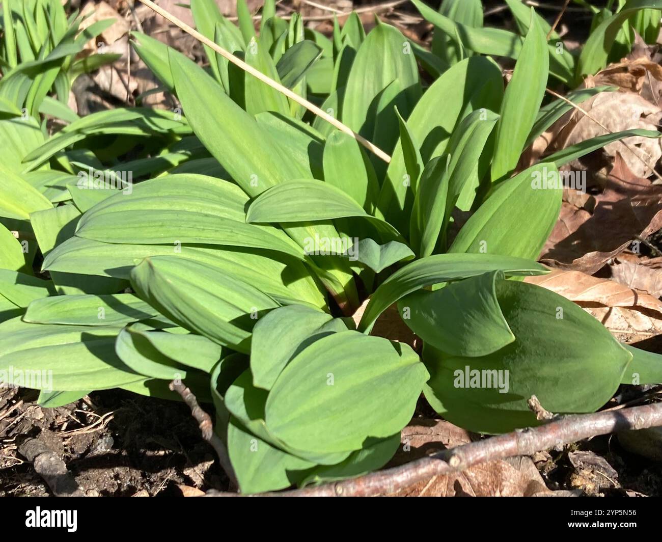 wild leek (Allium tricoccum Stock Photo - Alamy