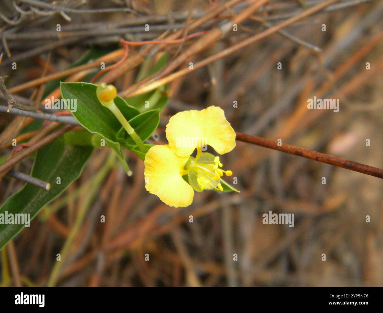 African Yellow Dayflower (Commelina africana Stock Photo - Alamy