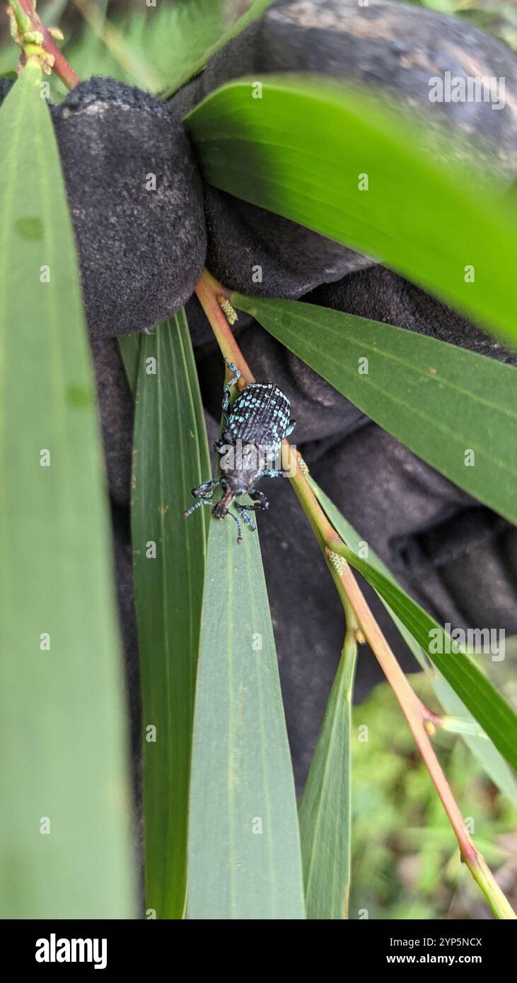 Botany Bay Diamond Weevil (Chrysolopus spectabilis Stock Photo - Alamy