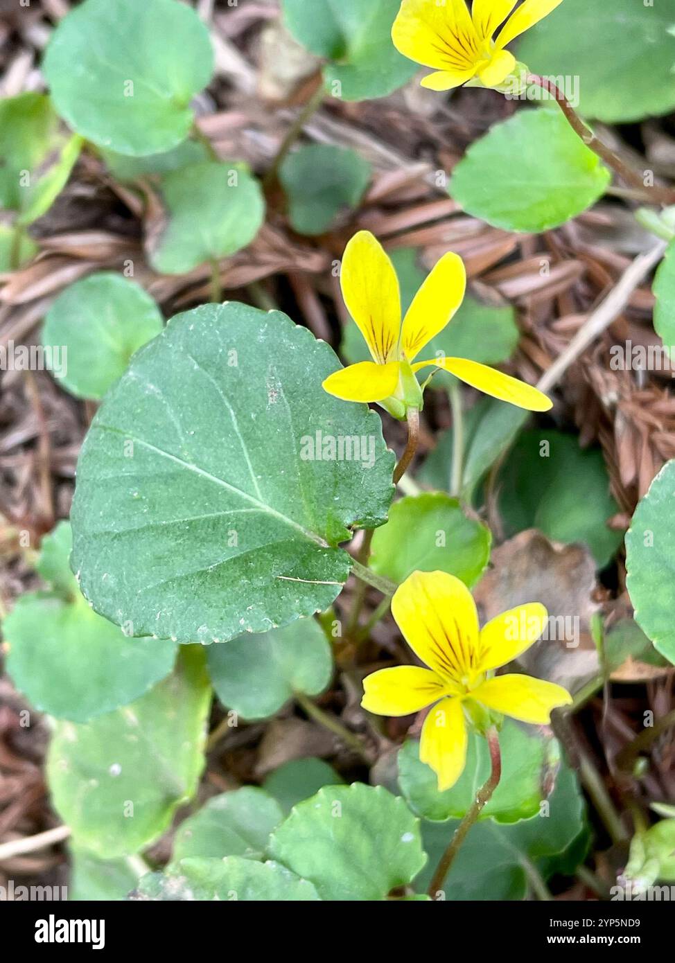 Redwood Violet (Viola sempervirens Stock Photo - Alamy